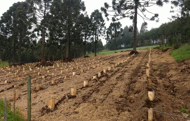 Erva-mate: Implantada Unida de Referência Técnica em Timbó Grande ...