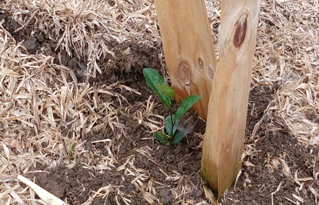 Erva-mate: Implantada Unida de Referência Técnica em Timbó Grande ...