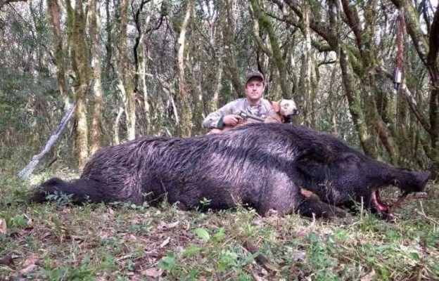 Boato: Javali de 682 kg abatido em Lages é "história de caçador ...