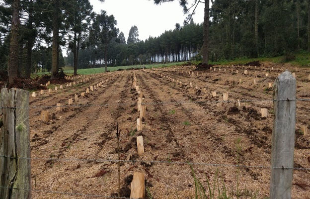 Erva-mate: Implantada Unida de Referência Técnica em Timbó Grande ...